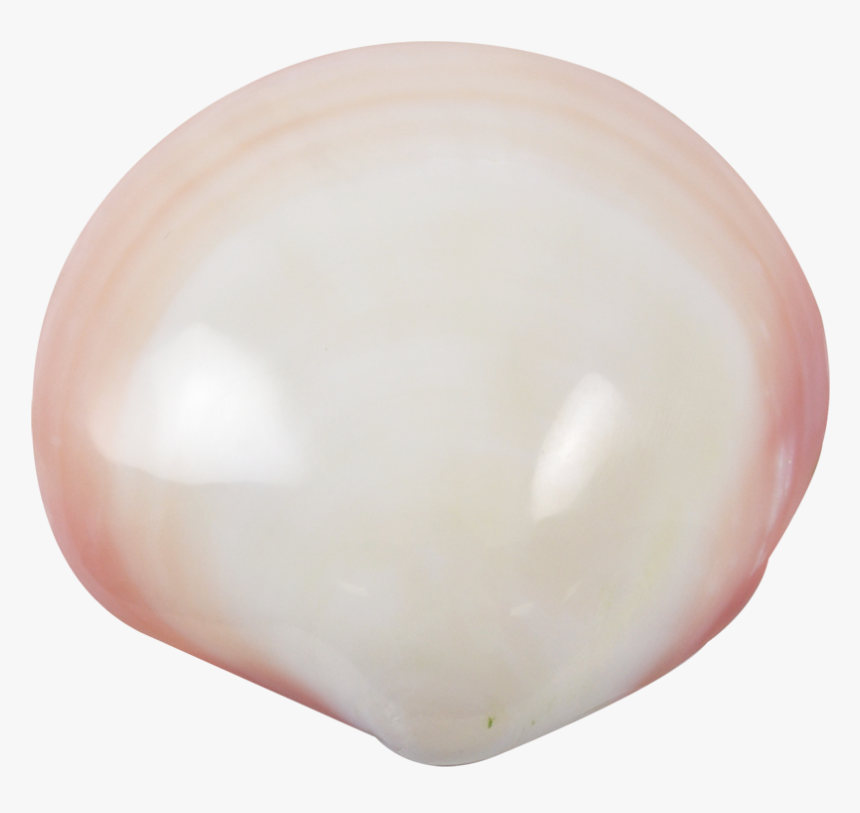 Tiger Clam Polished Shell 3-4 - Kakapo Egg, HD Png Download ...