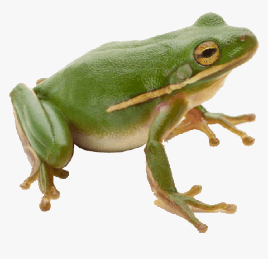 Png Free Images Toppng - Frog Png, Transparent Png , Transparent Png ...