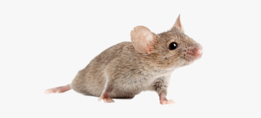 Animal Testing Png, Transparent Png , Transparent Png Image - PNGitem