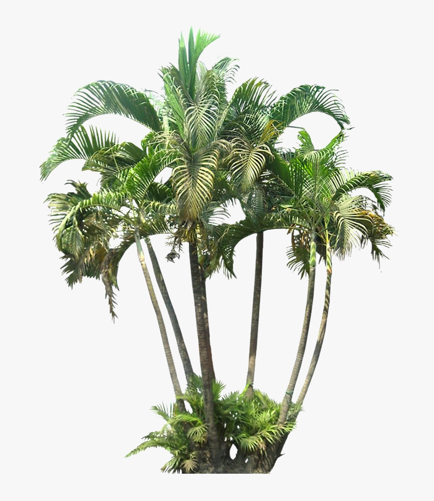 Palm Tree Cutout Png, Transparent Png , Transparent Png Image - PNGitem