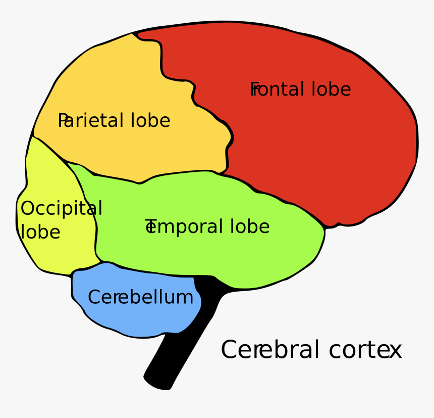 Brain Cns And Pns, HD Png Download , Transparent Png Image - PNGitem