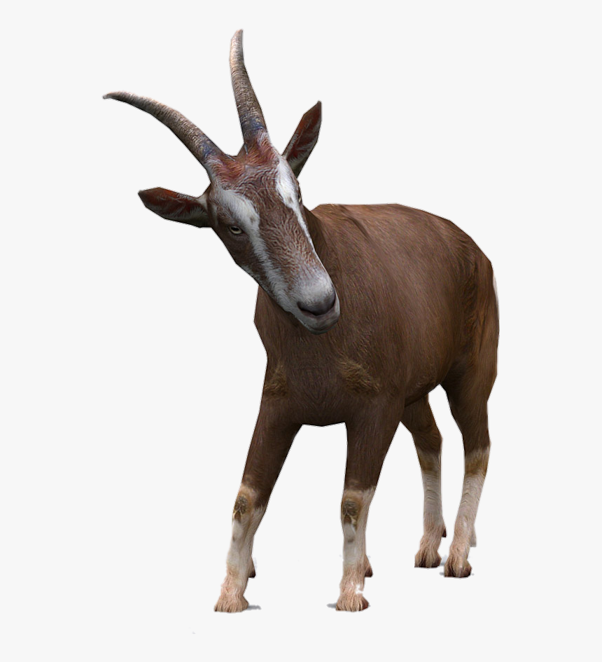 Transparent Goat Horns Png - 3d Domestic Animal, Png Download ...