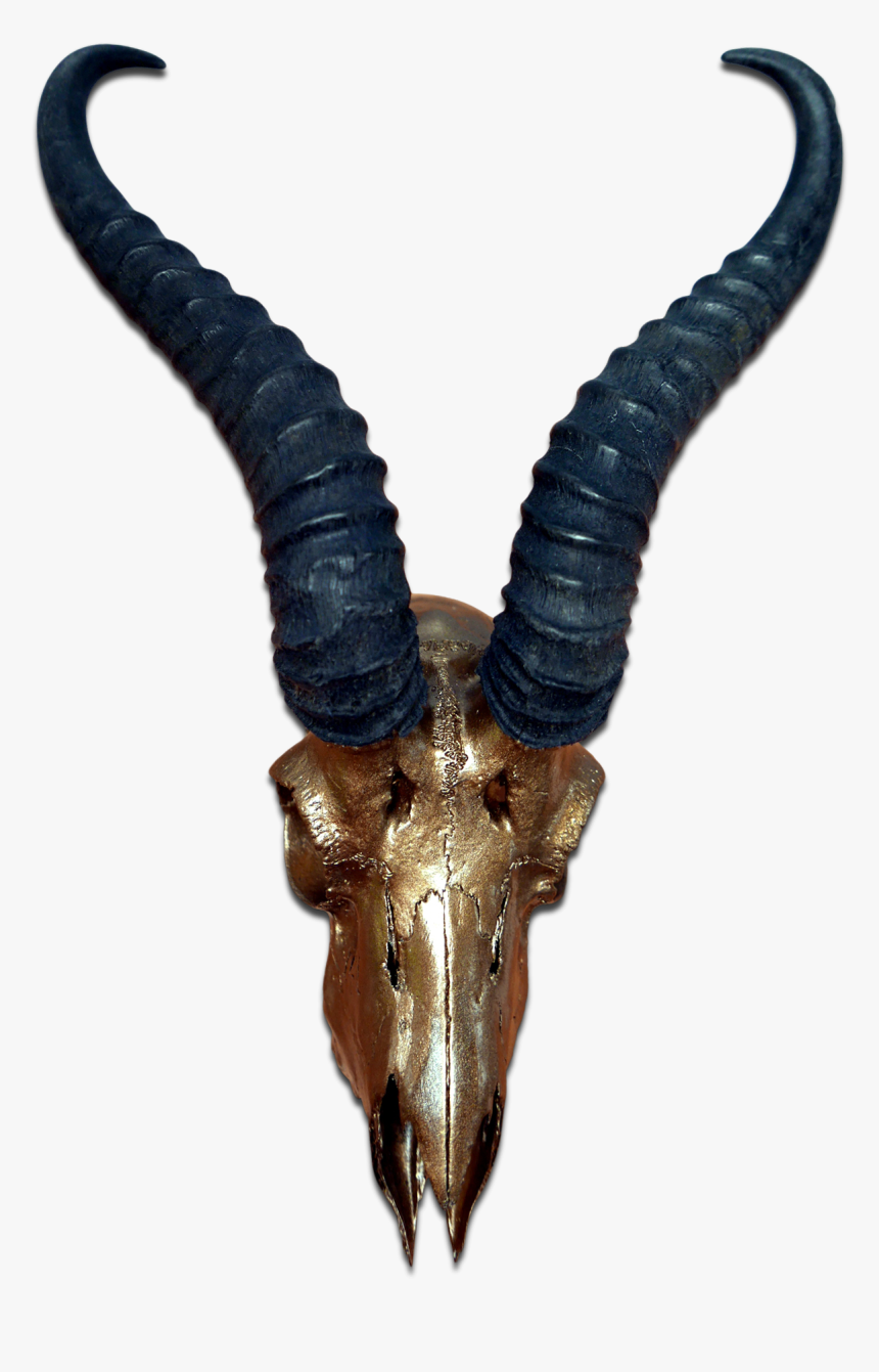 Real Springbok Skull Bronze Spray Painted African Antelope - Antelope ...