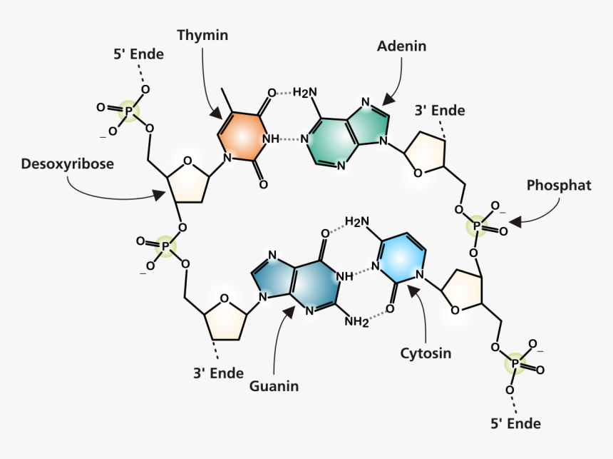 Dna Molecule Labeled