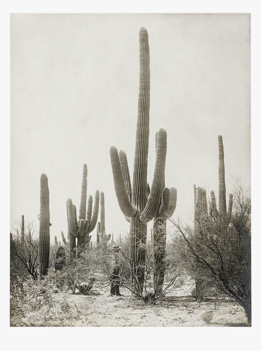 Vintage Cactus, HD Png Download , Transparent Png Image - PNGitem