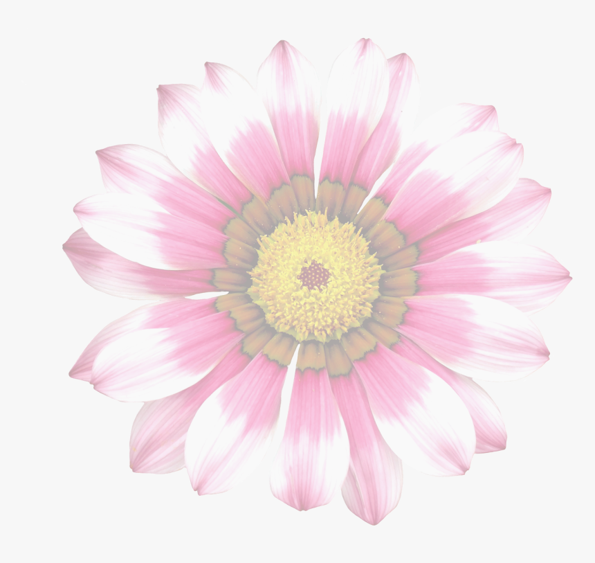 Flower Translucent, HD Png Download , Transparent Png Image - PNGitem