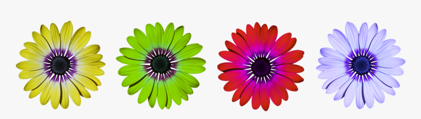 Flower Flowers Daisy Free Photo - Daisy Flower Power Clipart, HD Png ...