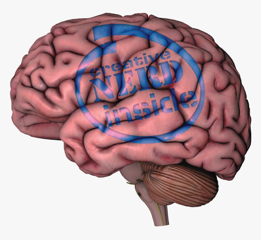 Human Brain With White Background, HD Png Download , Transparent Png ...