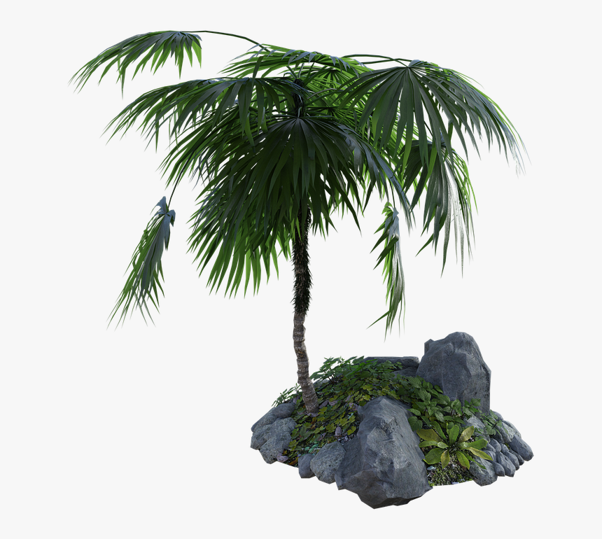 Tropical, Palm, Tree, Rocks, Grass, Summer, Nature - Palm Tree On A ...