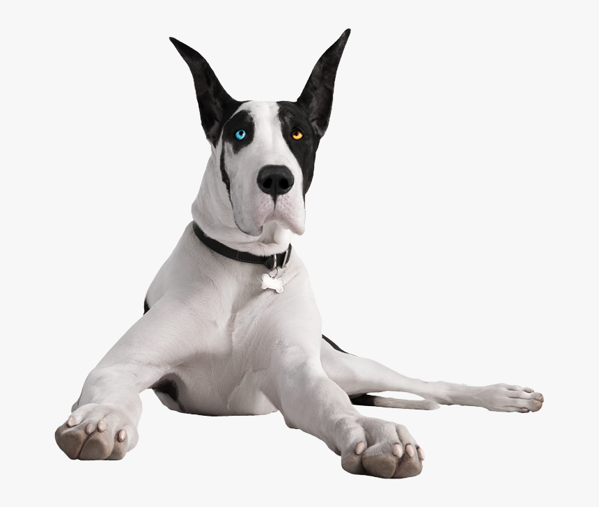 Your Cart Is Empty - Pergo The Great Dane, HD Png Download ...
