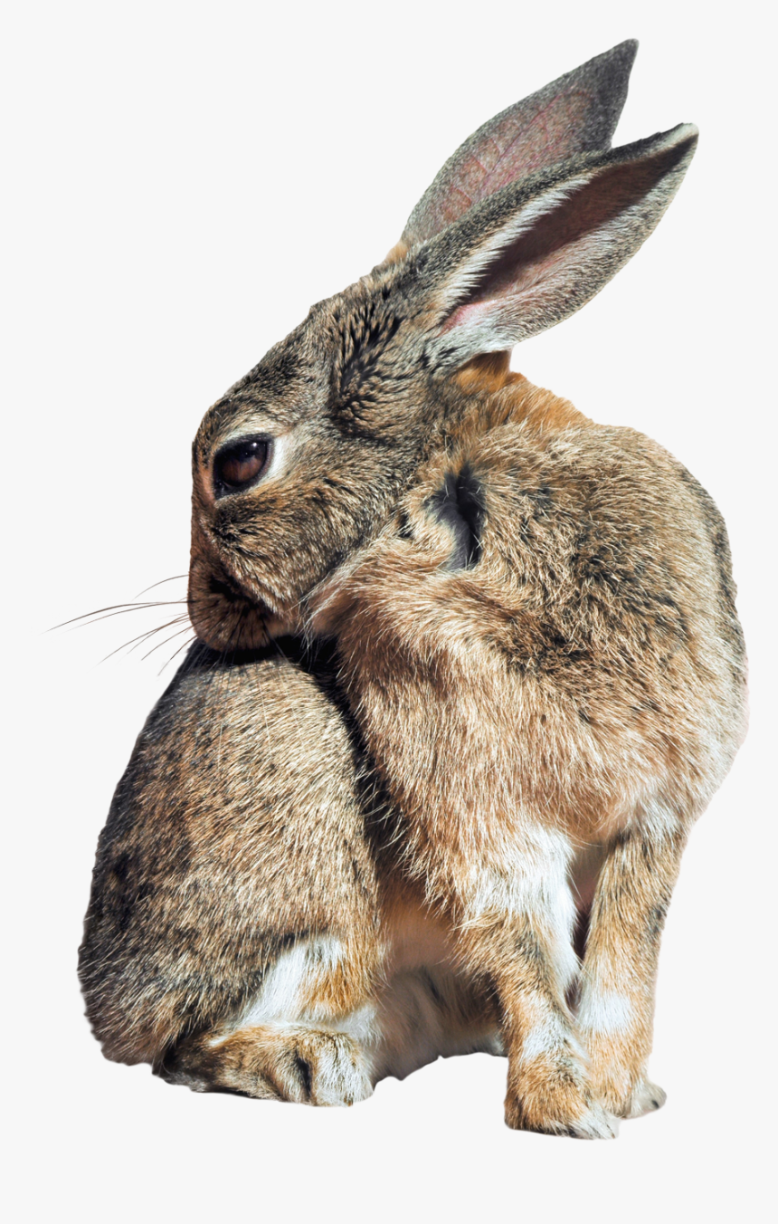 Wild Rabbit Transparent Background, HD Png Download , Transparent Png ...