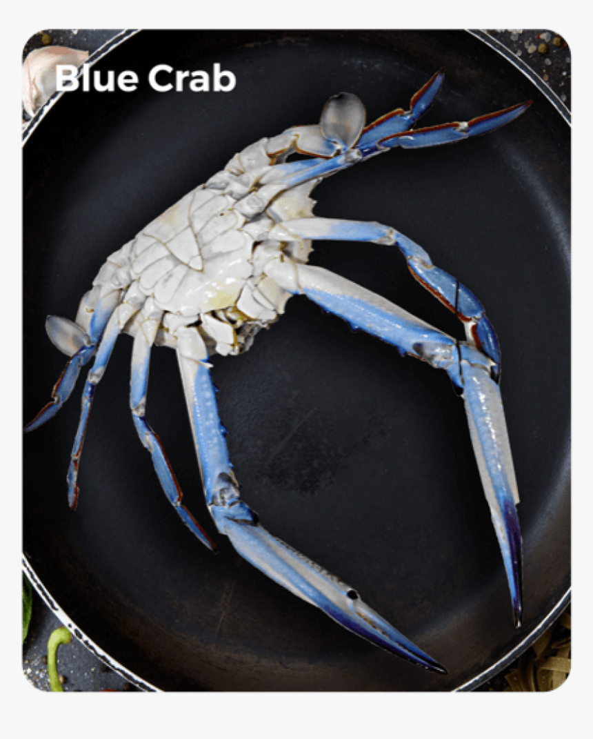 Blue Crab - Chesapeake Blue Crab, HD Png Download , Transparent Png ...