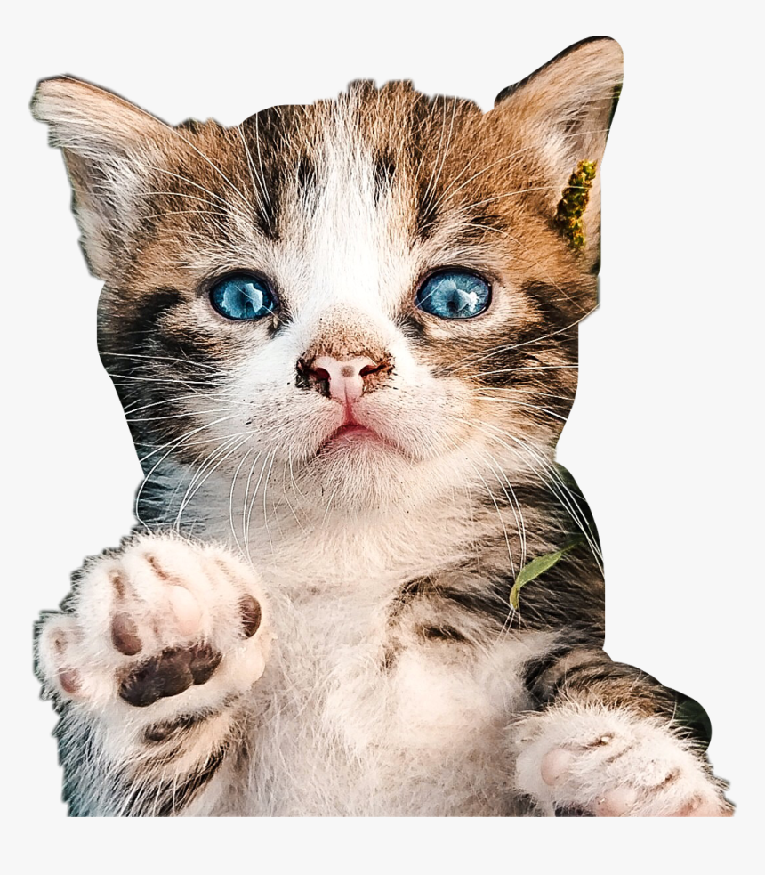 Kitten Kitty Cat Petsandanimals Cute Kitten - Kitten, HD Png Download ...