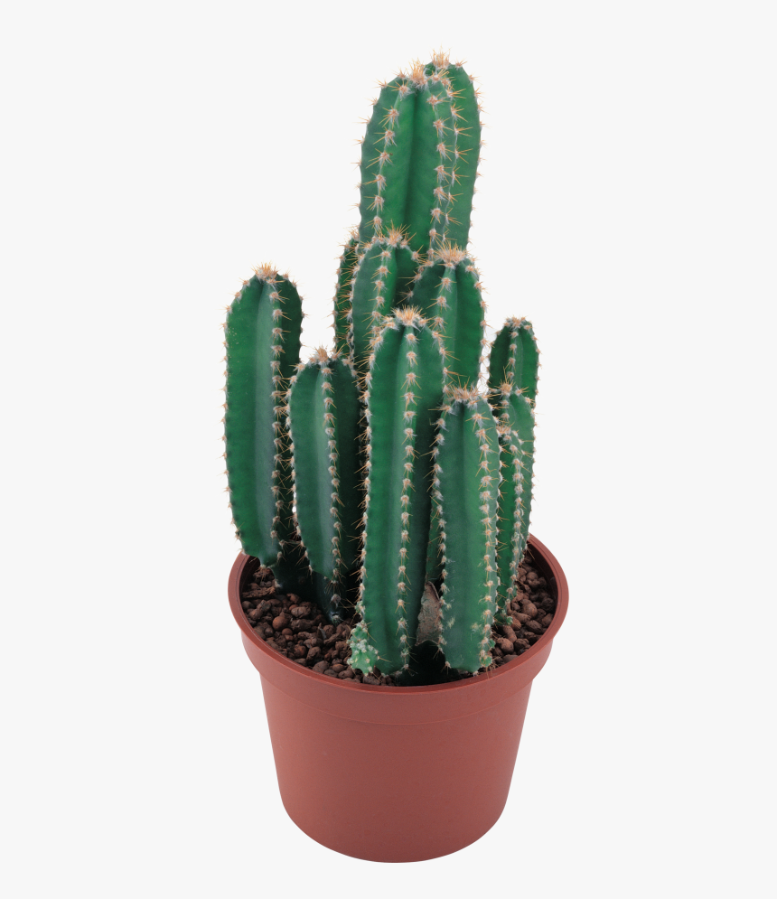 Cactus No Background Png, Transparent Png , Transparent Png Image - PNGitem