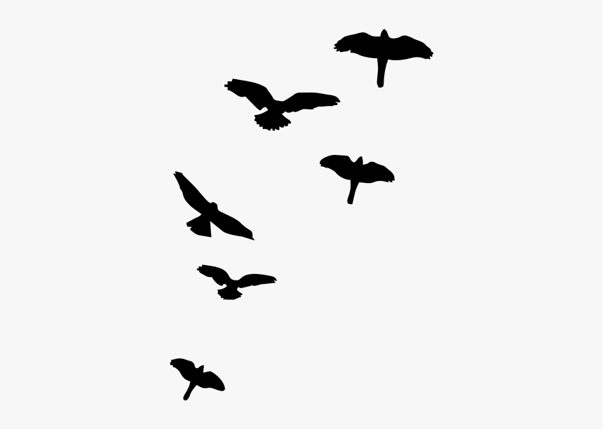 Shadows Of Birds Flying, HD Png Download , Transparent Png Image - PNGitem