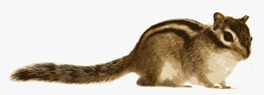 Transparent Background Chipmunk Clipart, HD Png Download , Transparent ...