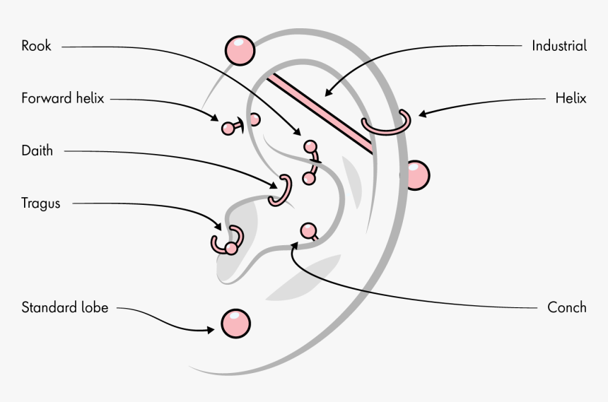 Ear-piercings - Helix Ear Piercings Chart, HD Png Download ...