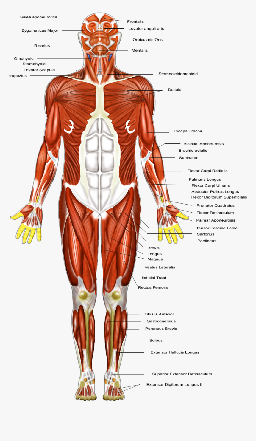Basic Human Muscles Diagram Illustration Of Human Muscles Exercise 
