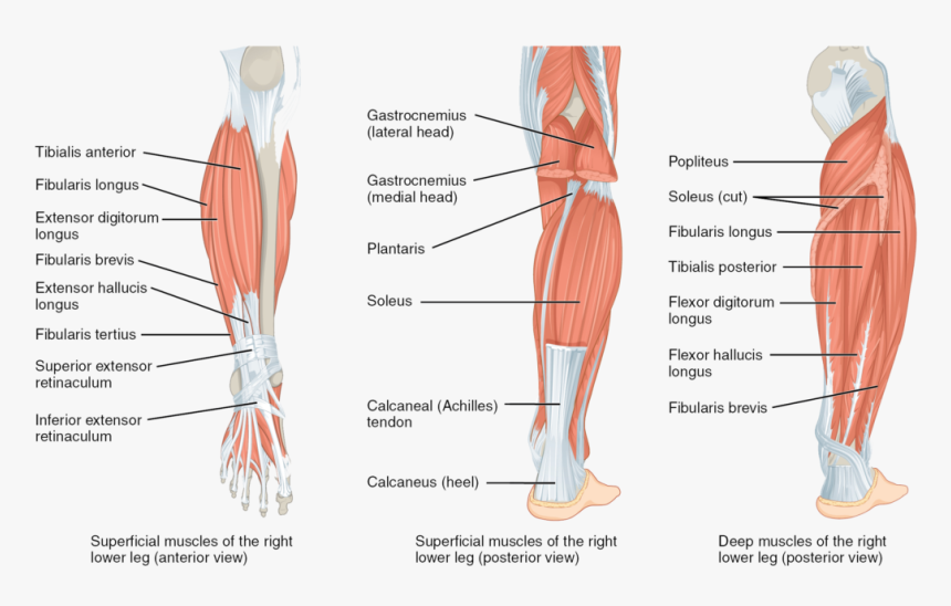 Lower Leg Muscles, HD Png Download , Transparent Png Image - PNGitem