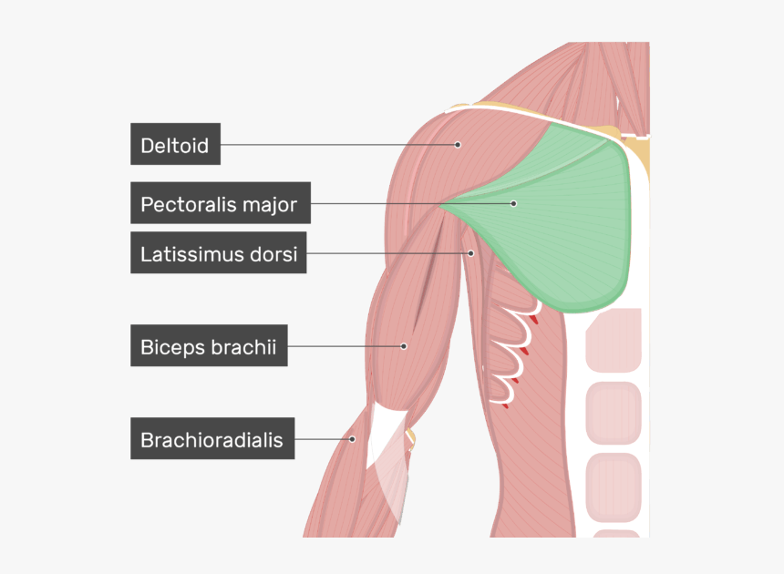 An Image Showing The Pectoralis Major Muscle Attached - Pectoralis ...