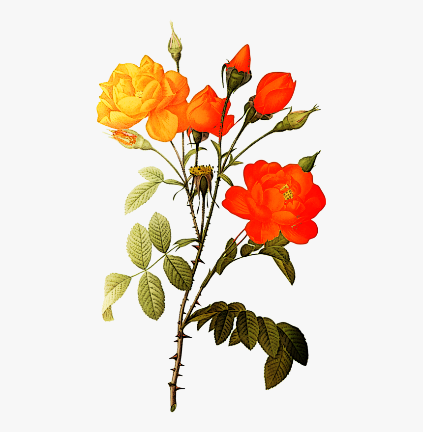 Rose Botanical Illustration Free, HD Png Download , Transparent Png ...