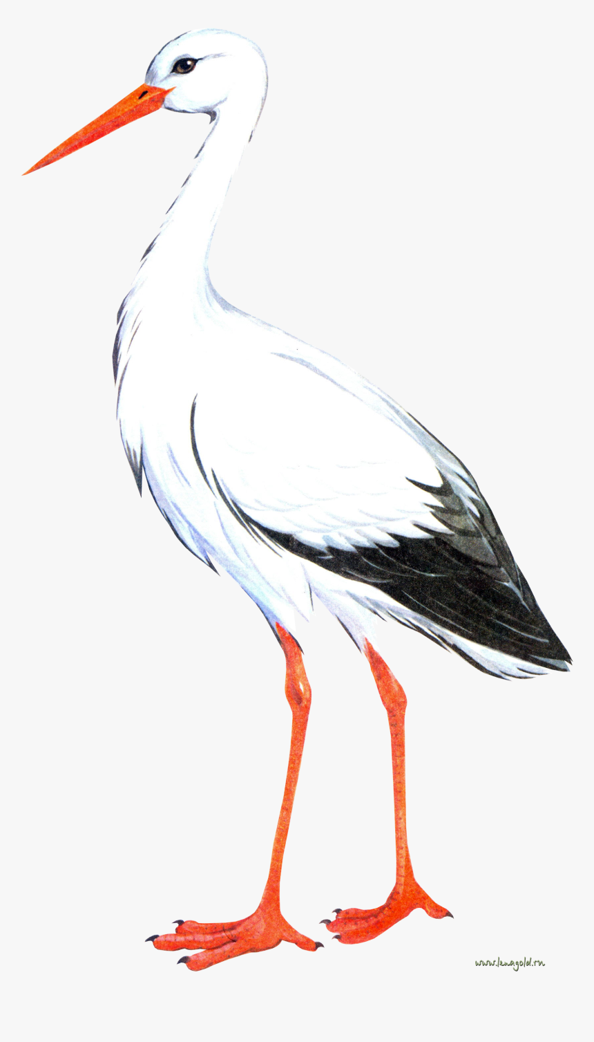 Stork Png - Animated Stork, Transparent Png , Transparent Png Image ...