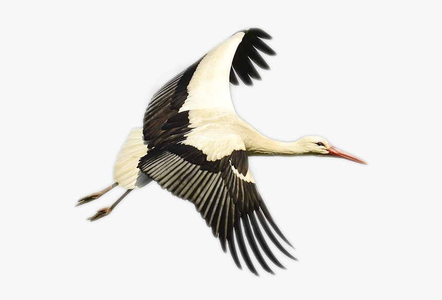 Stork Png Image - Bird Storks, Transparent Png , Transparent Png Image ...