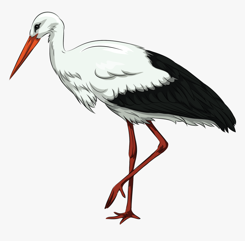 Stork Hd Photo Transparent, HD Png Download , Transparent Png Image ...