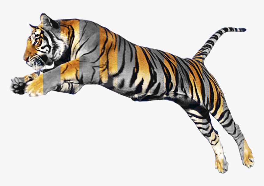 Animal Morphing, HD Png Download , Transparent Png Image - PNGitem
