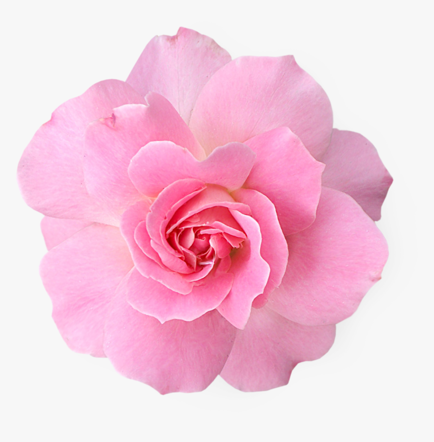 Transparent Pink Flower Png, Png Download , Transparent Png Image - PNGitem