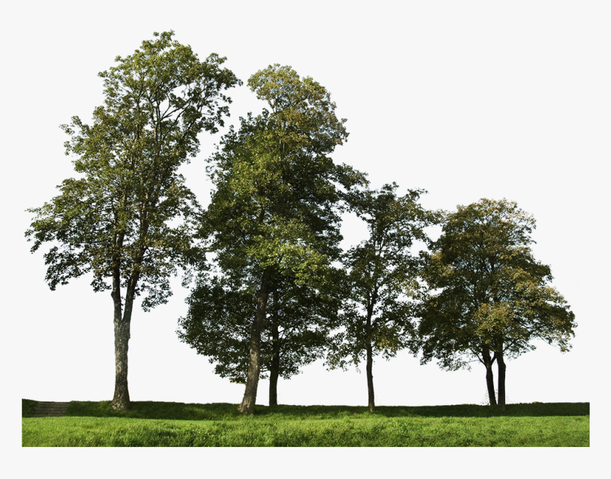 Trees Cutout, HD Png Download , Transparent Png Image - PNGitem