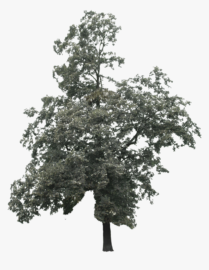 Tree 2d Png Black And White, Transparent Png , Transparent Png Image ...