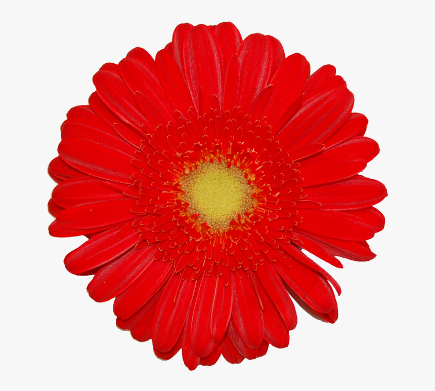Transvaal Daisy, HD Png Download , Transparent Png Image - PNGitem