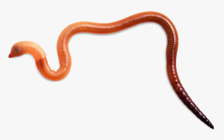 Invertebrate Png, Transparent Png , Transparent Png Image - PNGitem