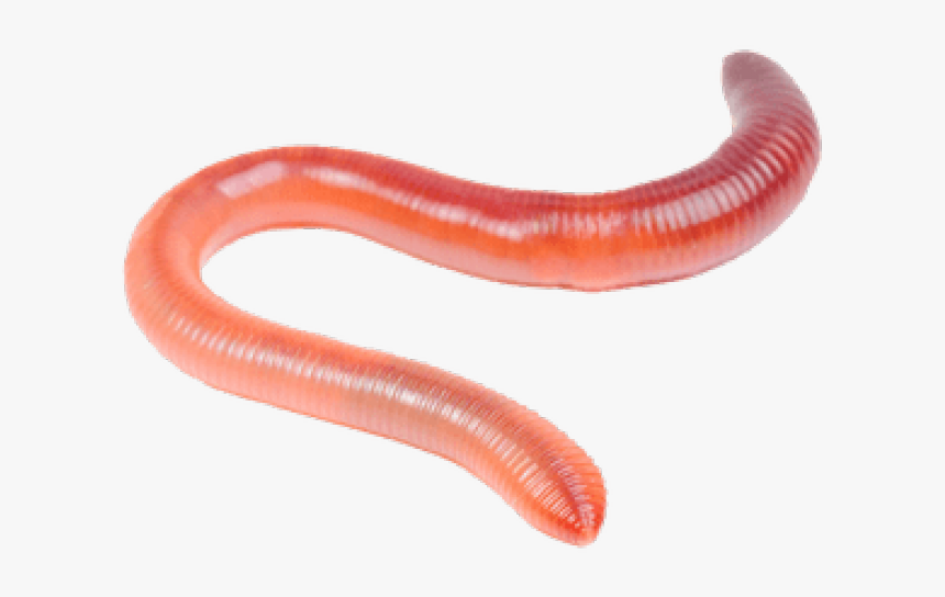 Worms Png Transparent Images - Earthworms Png, Png Download ...
