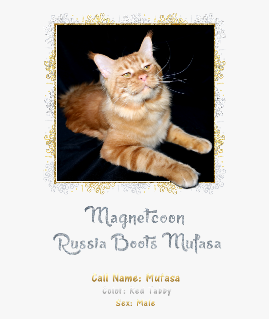 Mufasa - Tabby Cat, HD Png Download , Transparent Png Image - PNGitem