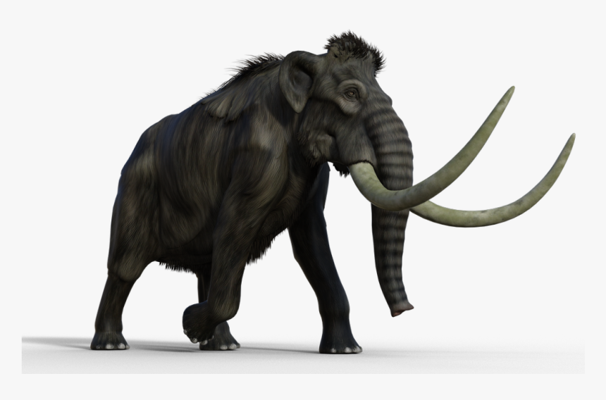 #mammoth - Indian Elephant, HD Png Download , Transparent Png Image ...