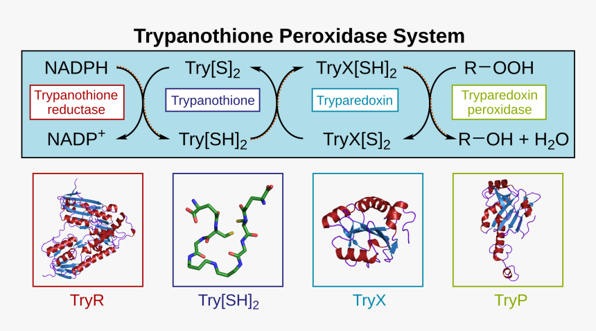 Tryp Cycle, HD Png Download , Transparent Png Image - PNGitem