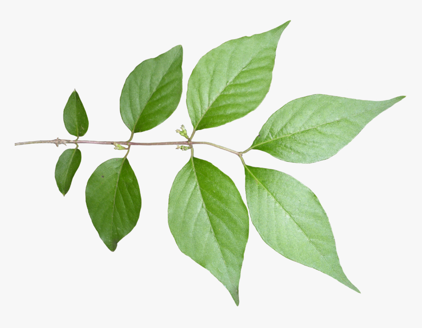 Plant,flowering Plant,branch,twig,plant Stem - Transparent Leaf Texture ...