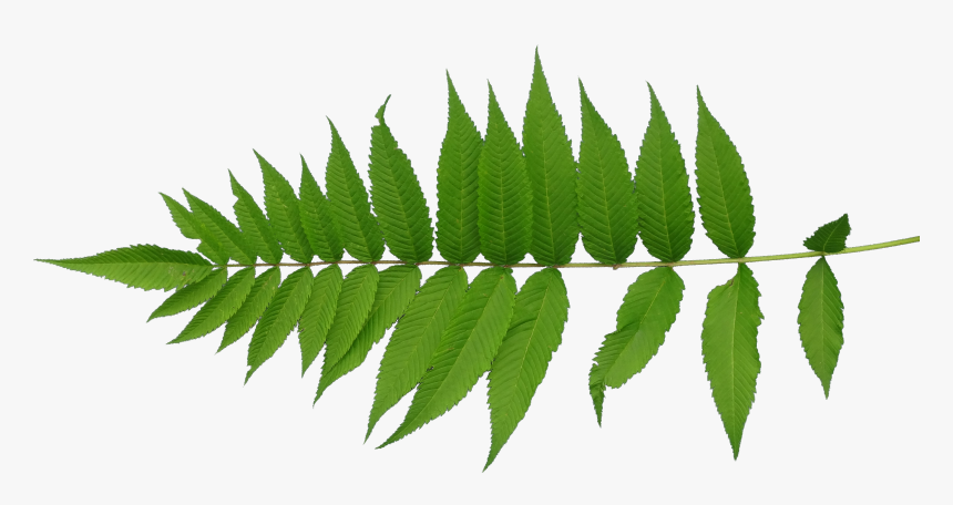 Leaf Texture Mapping Plant Stem - Leaf Texture Png, Transparent Png ...