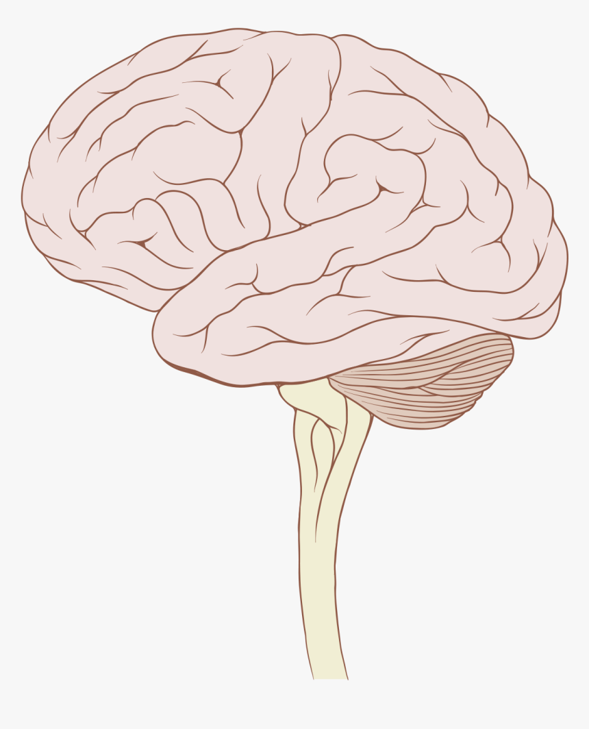 Brain Stem Normal Human - Cartoon Brain With Brain Stem, HD Png ...