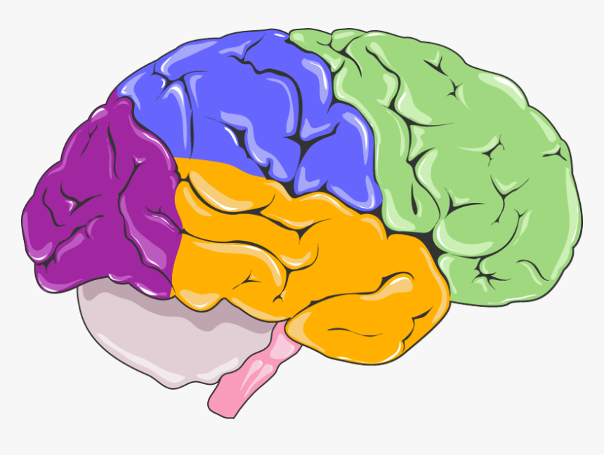 Nervous System Transparent Background, HD Png Download , Transparent ...