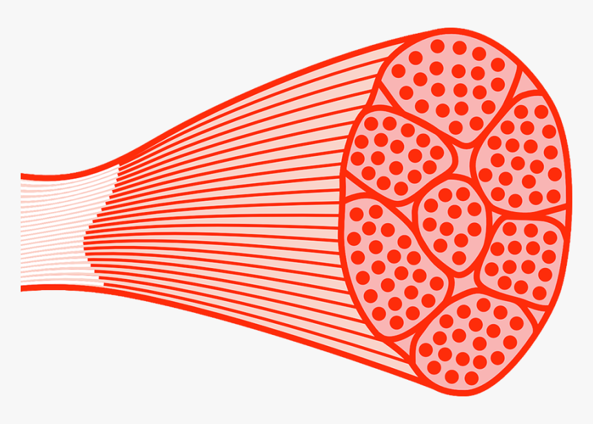 Muscle Tissue Png - Skeletal Muscle Png, Transparent Png , Transparent ...