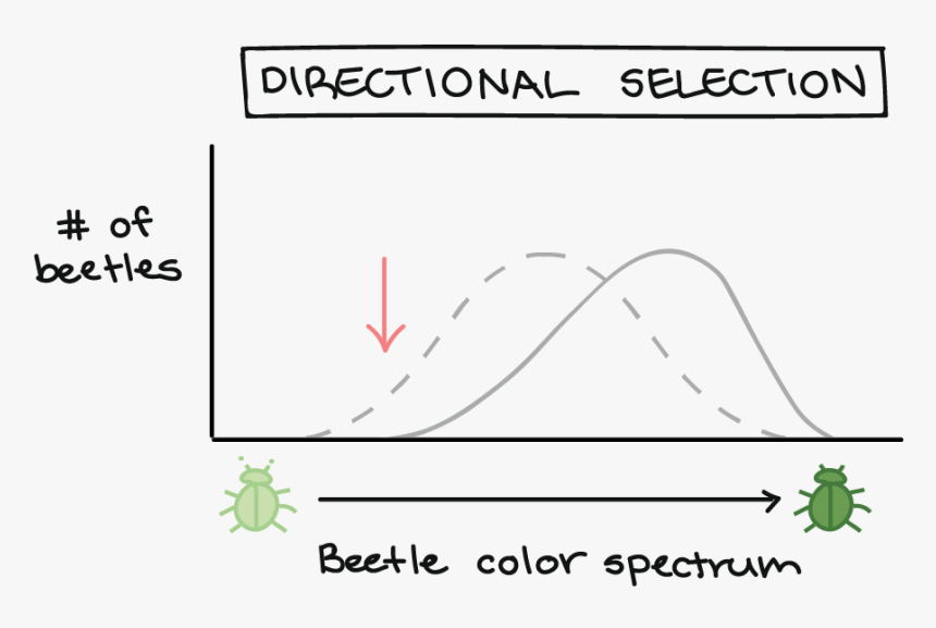 Natural Selection Graphs, HD Png Download , Transparent Png Image - PNGitem