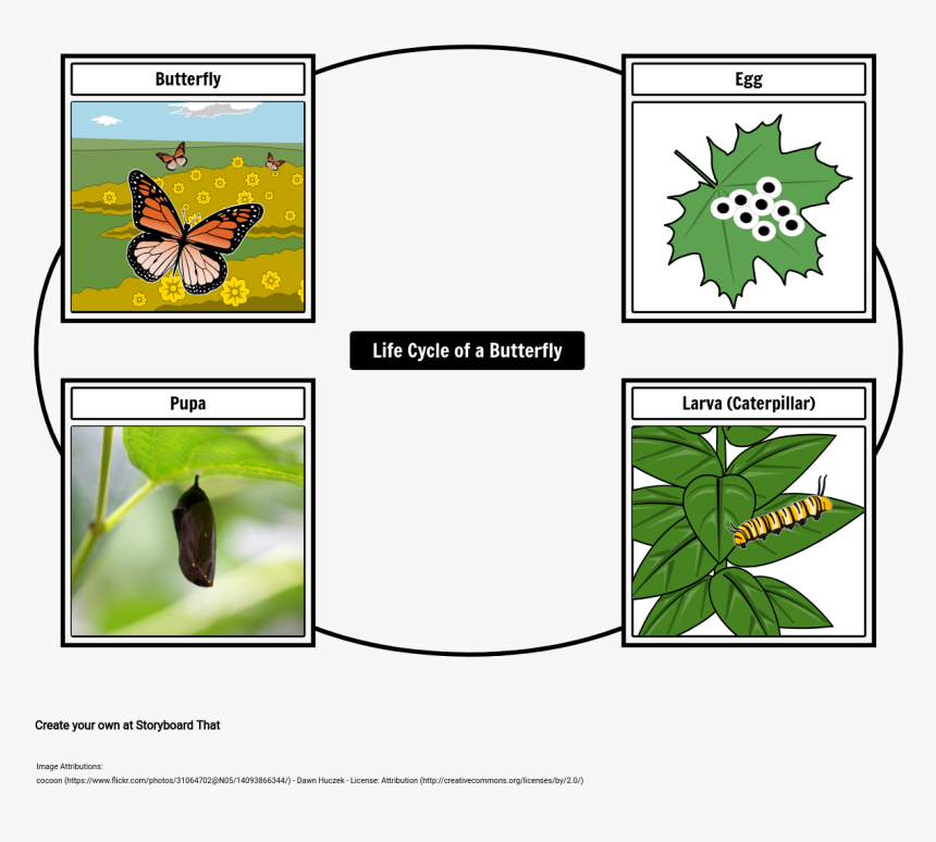 Butterfly Life Cycle Storyboard, HD Png Download , Transparent Png ...