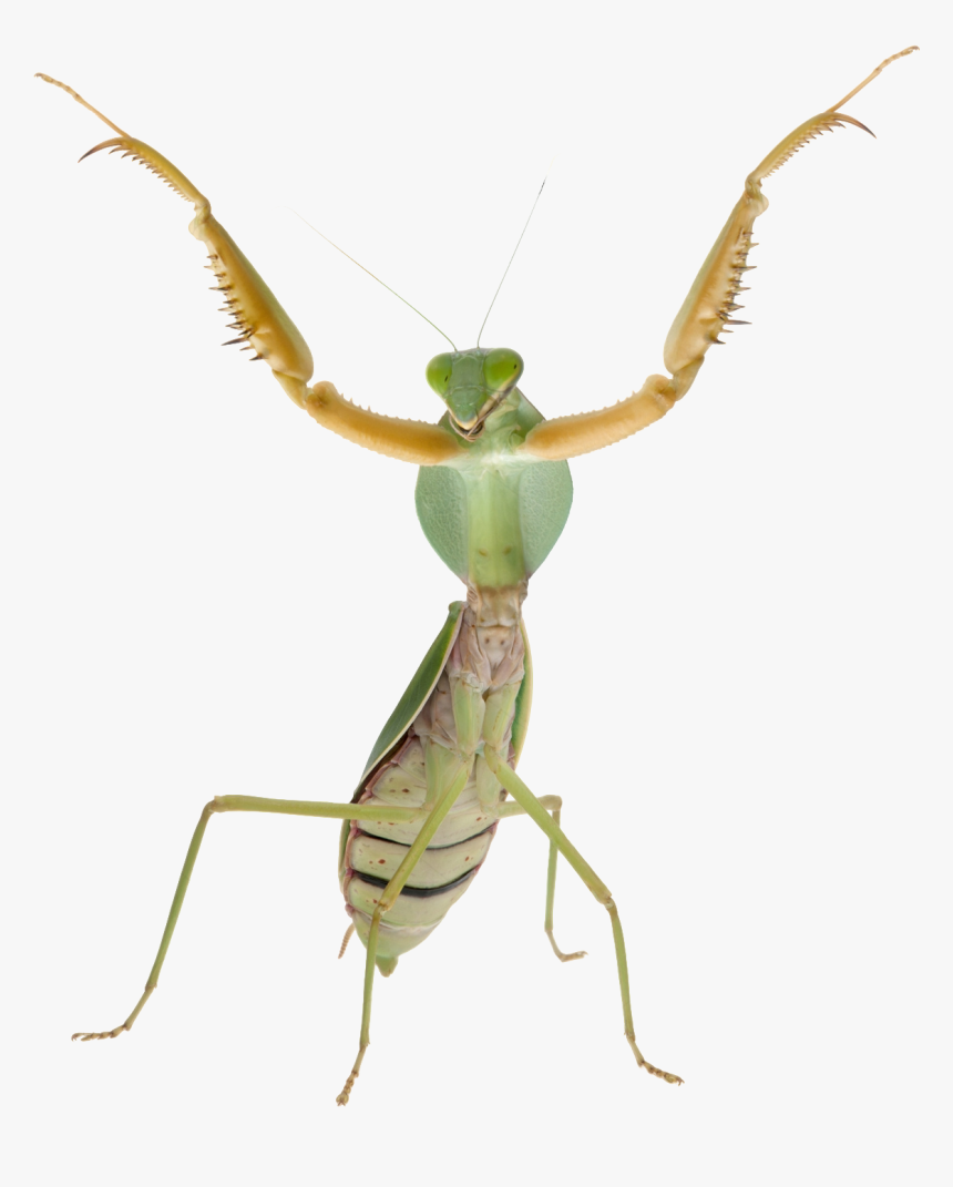 Mantis Png - Praying Mantis Transparent Background, Png Download ...