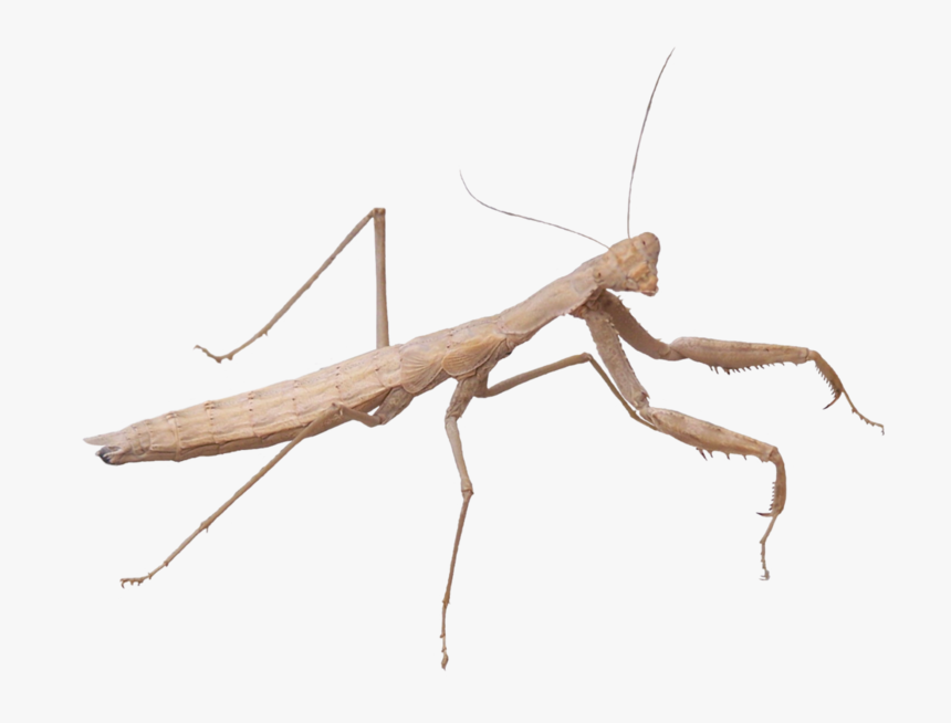 Walking Stick Insect Clip Art