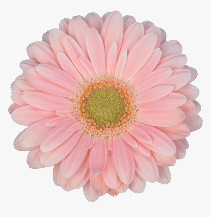 Sun Flower Pink Png, Transparent Png , Transparent Png Image - PNGitem