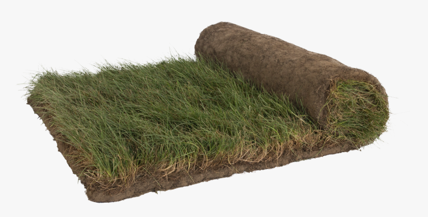 Moss, HD Png Download , Transparent Png Image - PNGitem