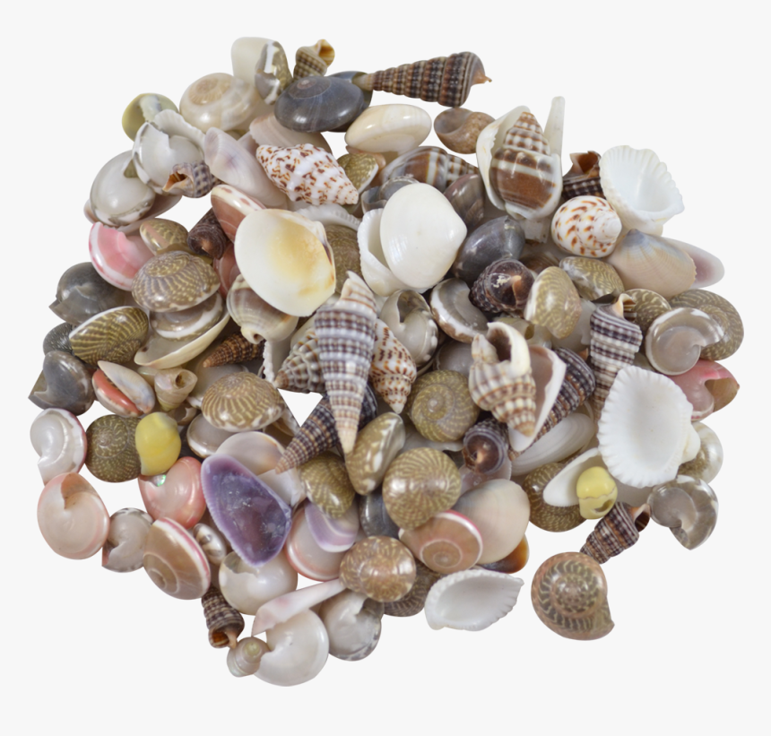 Indian Mix Assorted Craft Seashells Tiny Up To - Shell, HD Png Download ...